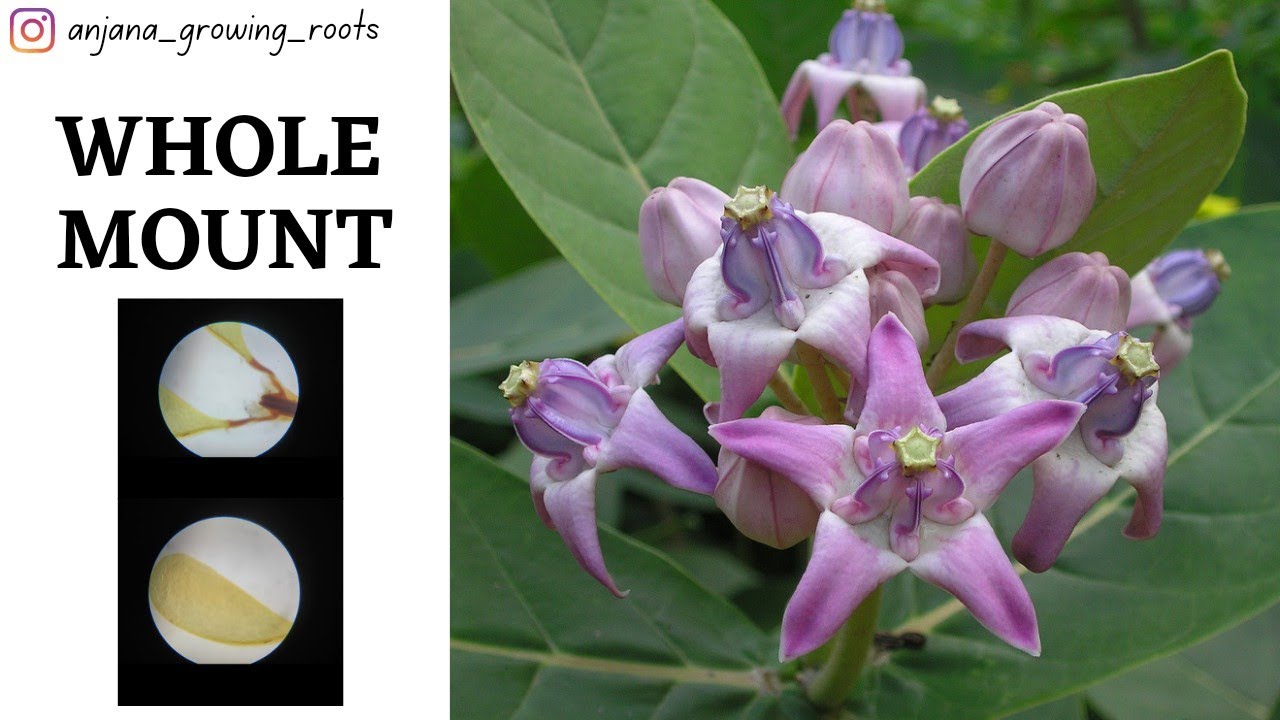 WHOLE MOUNT - Pollinium of Calotropis gigantea ( എരുക്ക് ) - YouTube