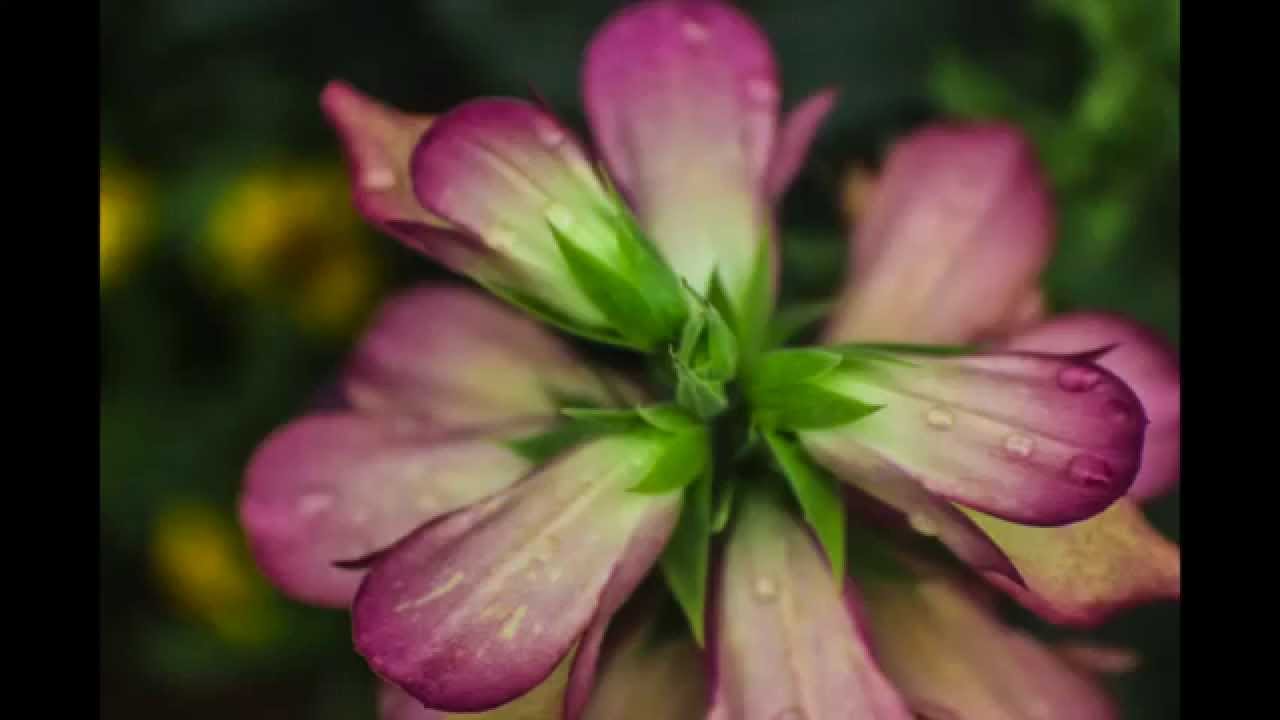 Amazing Nature and Mantras - YouTube