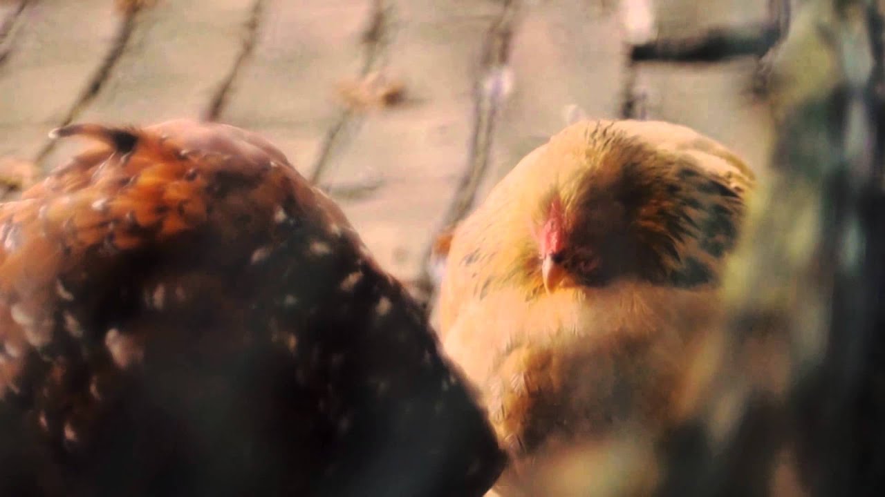 Chicken Sneezing itself Awake - YouTube
