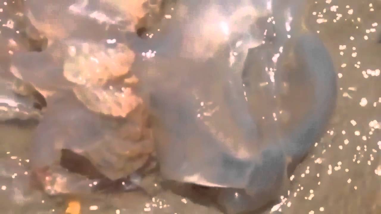 'Alien' jelly creature washes up on UK beach - YouTube