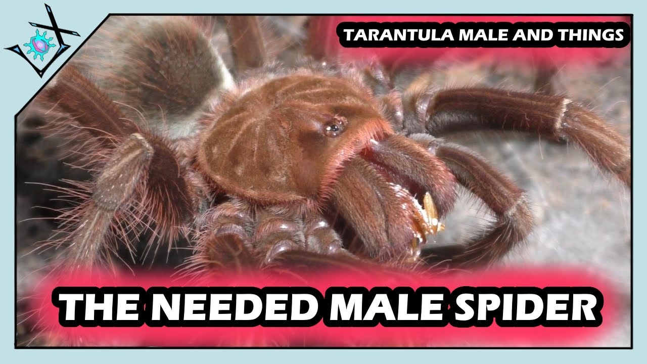 The Male Tarantula I Need【Tarantula Male & Stuff】 - YouTube