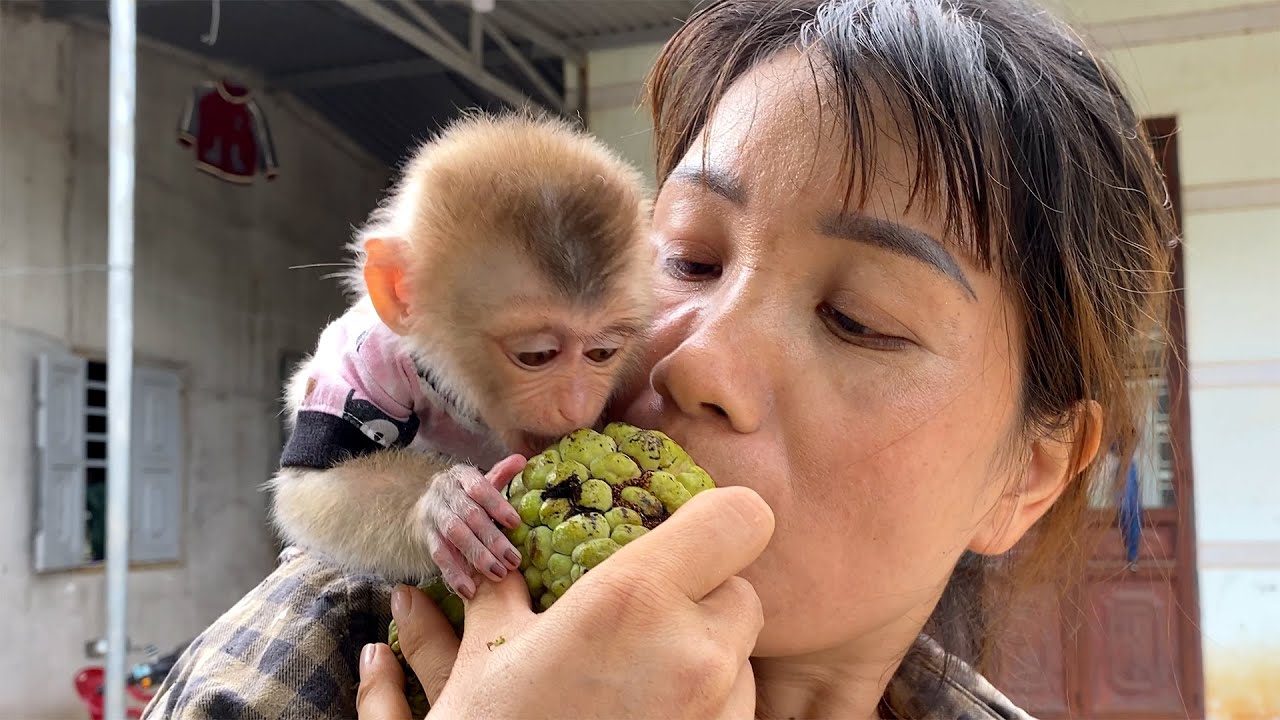 Monkey ZIM harvests and cleans the garden to help mom | Monkey Zim ...