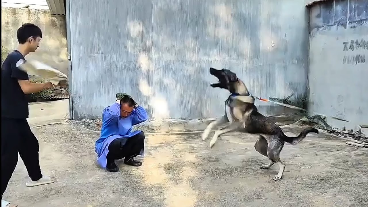 "When Training Gets Intense: Dog Attack Drill in Action!" - YouTube