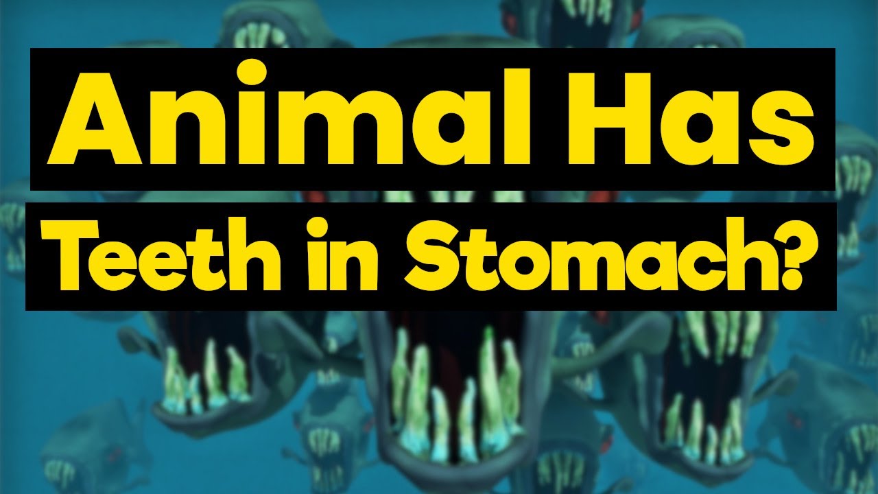 Animal Has teeth In His Stomach - YouTube
