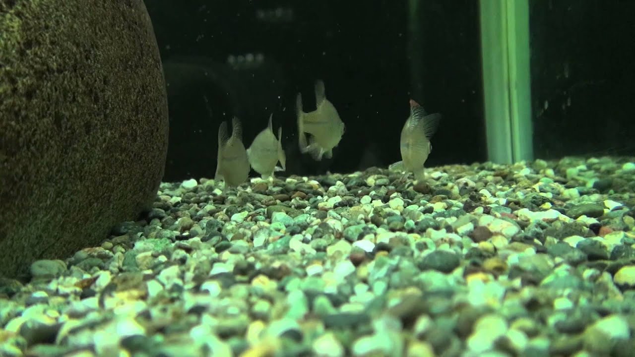 カゼトゲタナゴ Kyushu bitterling Rhodeus atremius atremius かすみがうら市水族館 ...