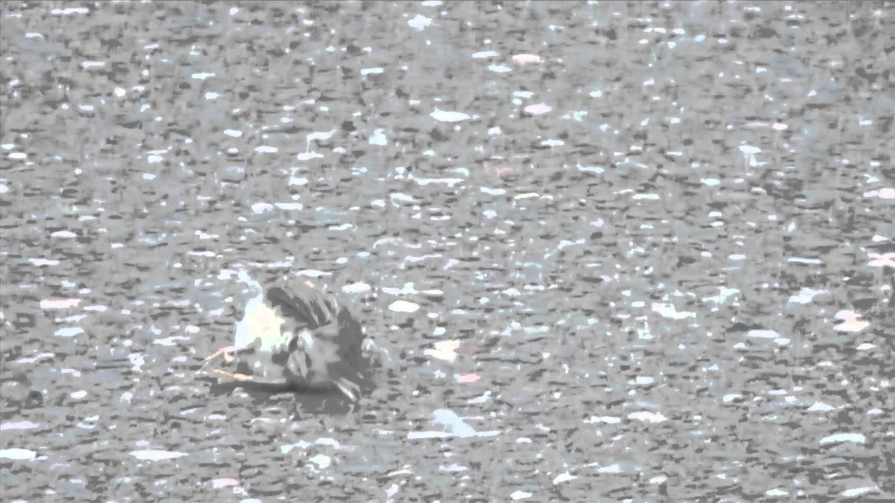 Zombie Blue Jay Attacks & Eats Bird - YouTube