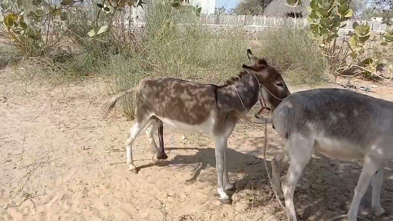 donkey 🐴🐴 romance donkey funny - YouTube
