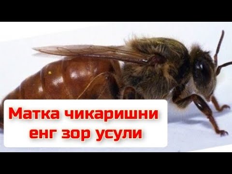 Матка яни Она ари чикариш учун система #асал #асаларичилик #пчеломатки #пчеловодство #пчёлы #пчёлы