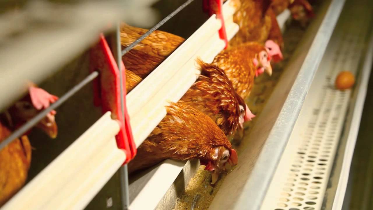 Farmer Automatic Classic Laying System - YouTube