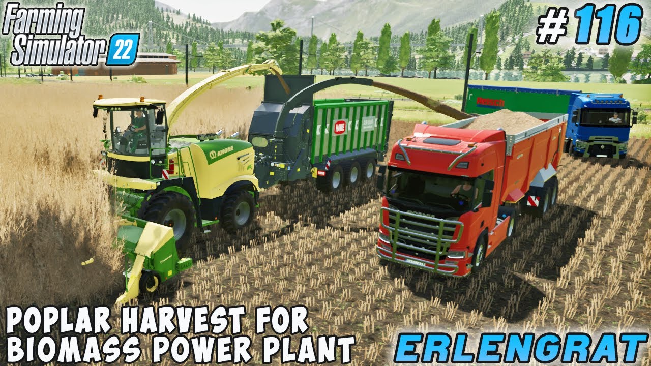 Energy carriers for Biomass Power Plant, poplar harvest | Erlengrat ...