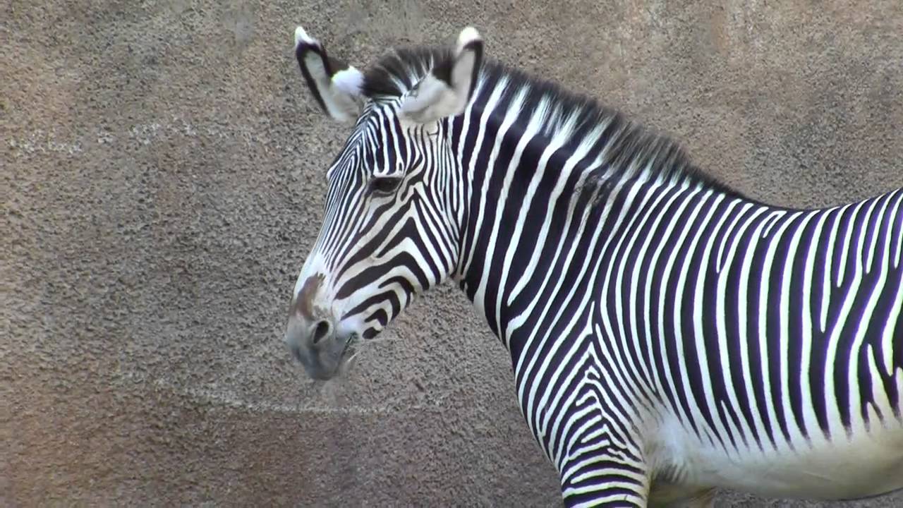 Zebras Eating Dinner - LA Zoo 720p HD - YouTube