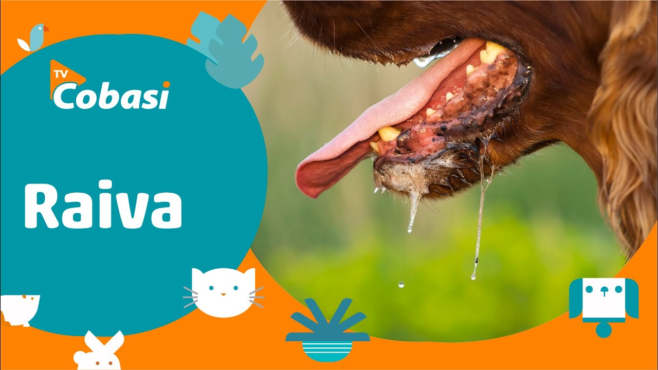Raiva Canina: saiba o que é e como prevenir - YouTube
