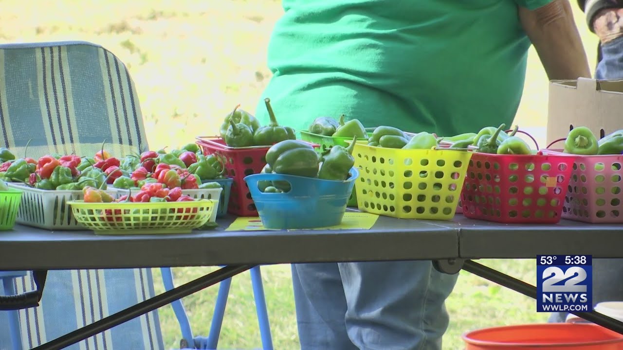 Food Bank of Western Massachusetts, UMass named SNAP education vendors ...