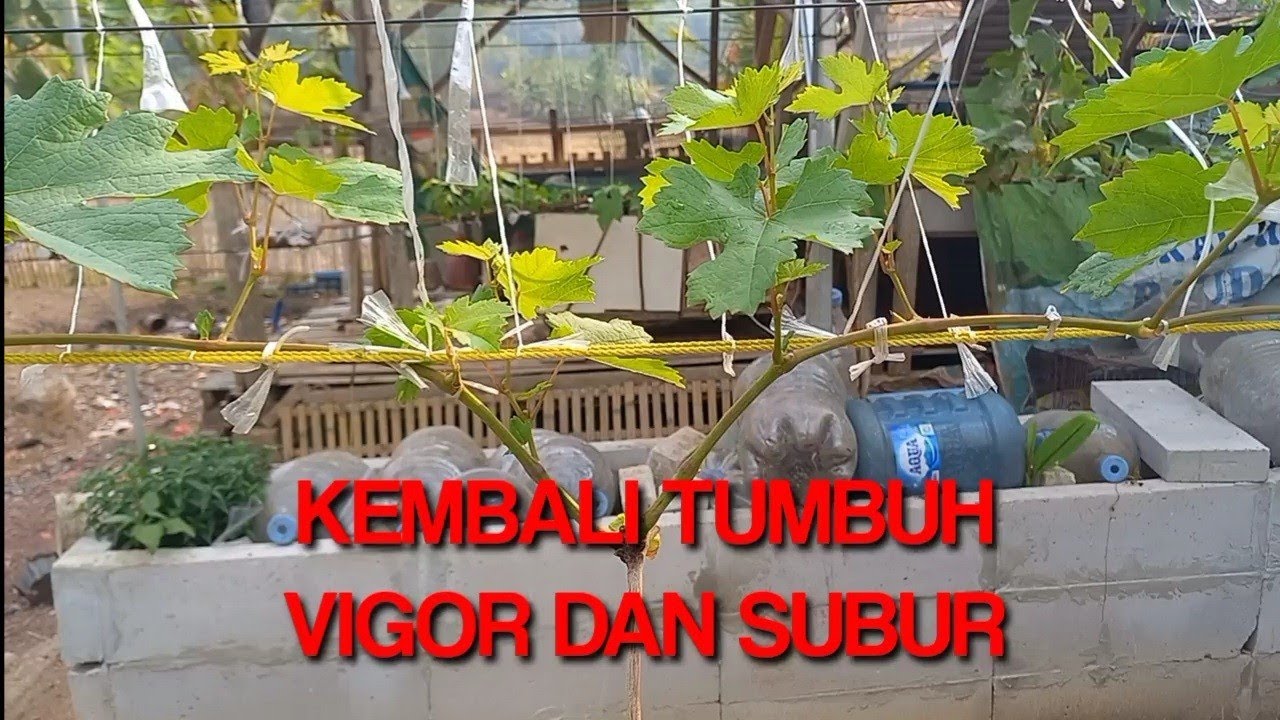 Tips Dan Trik Cara Agar Pohon Anggur Kembali Tumbuh Vigor Dan Subur