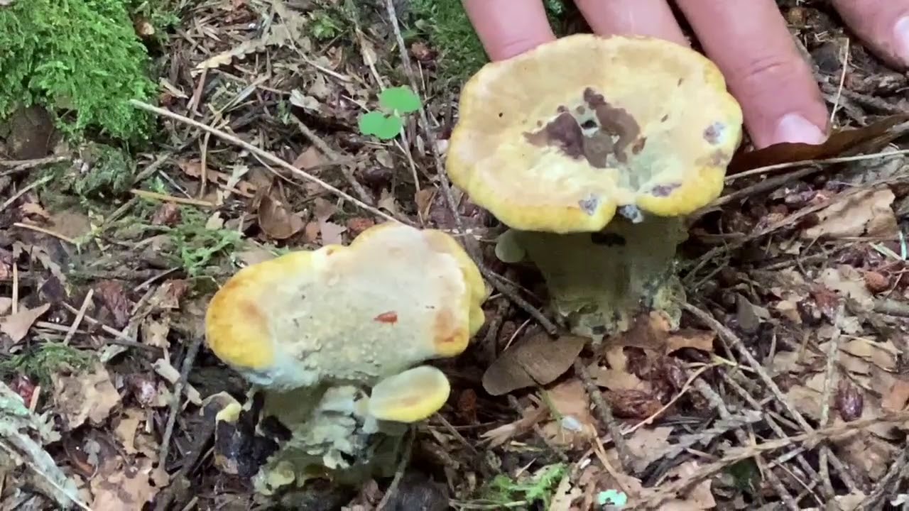 Pathogens: Dyer's Polypore, Armillaria, Laminated Root Rot & Annosus ...