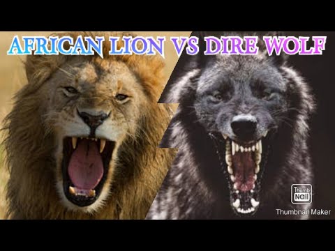 SOUTH AFRICAN LION VS DIRE WOLF - WHO WINS IN A SAVAGE BATTLE? - YouTube