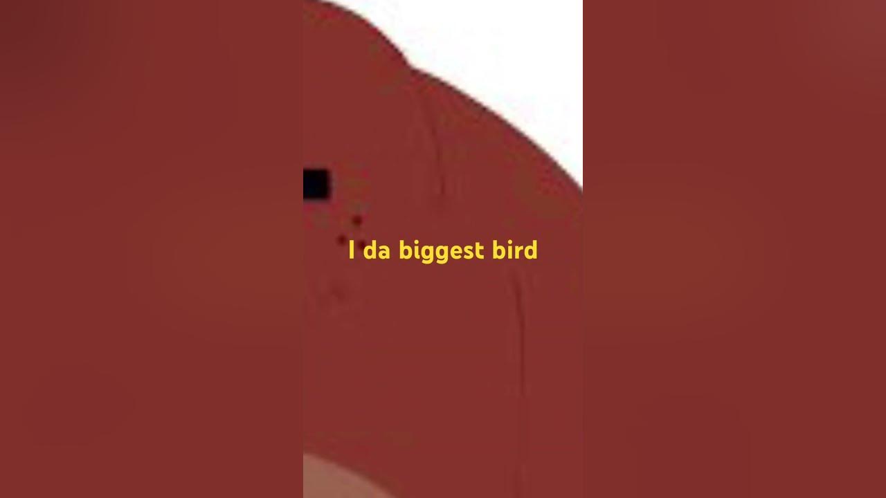 Im The Biggest Bird Imthebiggestbird Funny Angrybirds Terence Youtube