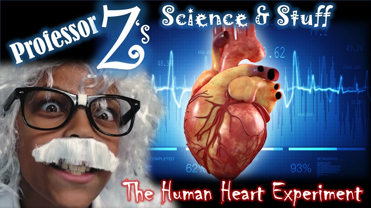 Professor Z's Science & Stuff: The Human Heart - YouTube