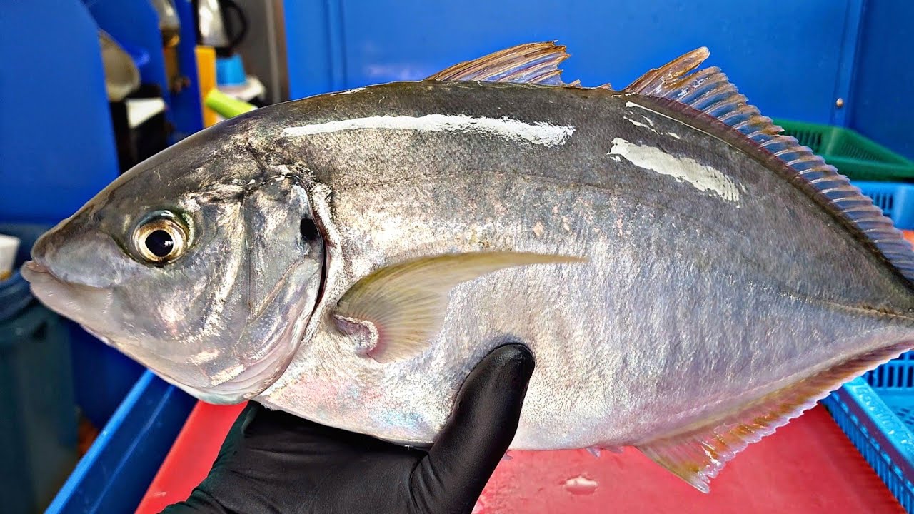 시마아지! 오랜만에 흑점줄전갱이 회뜨기! white trevally - YouTube