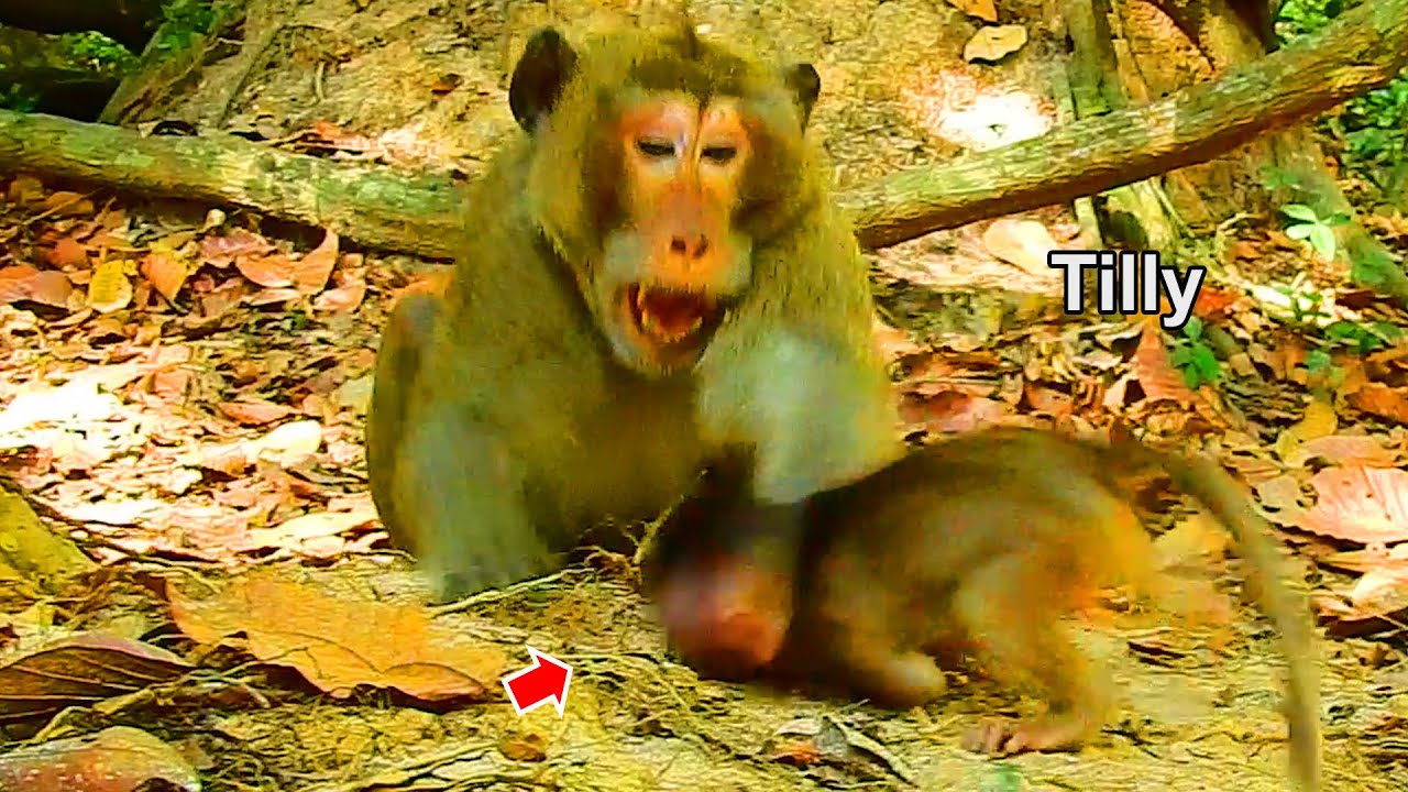 Sorrow for baby Tilly, ARON beat baby Tilly strongly - YouTube