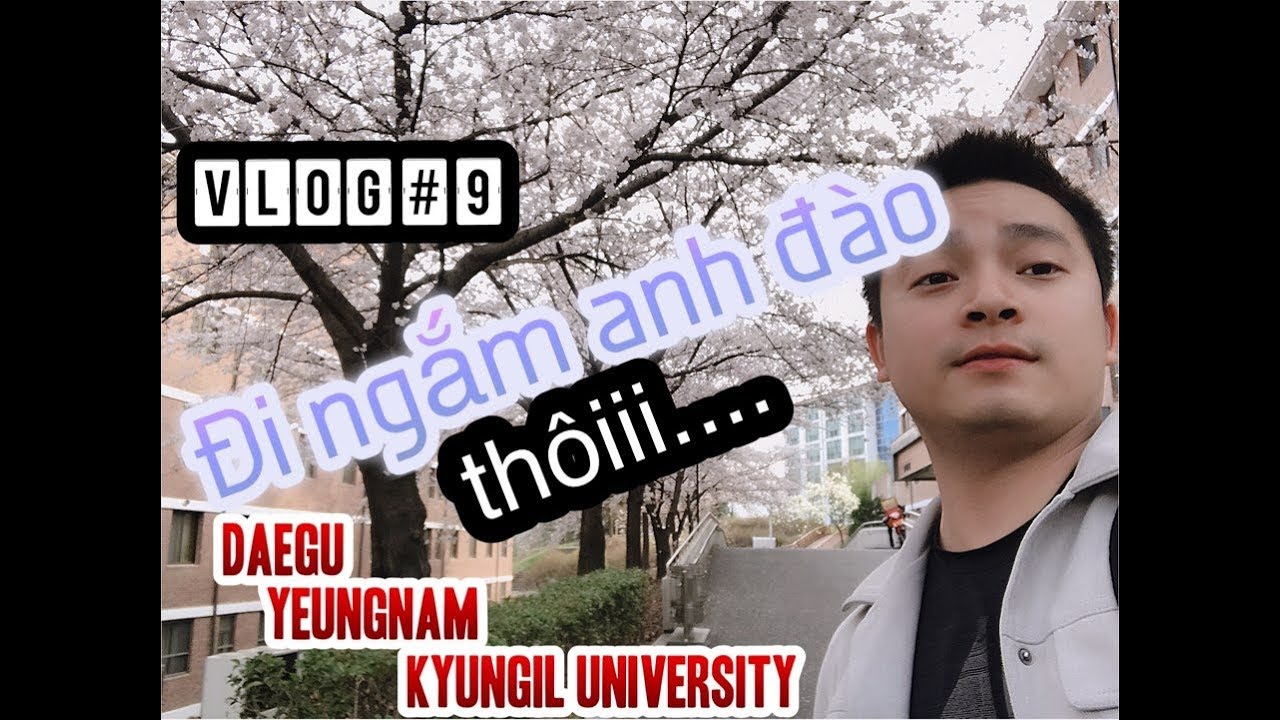 VLOG#9: ANH ĐÀO TRƯỜNG NÀO ĐẸP NHẤT? Đại học DAEGU,YEUNGNAM,KYUNGIL ...