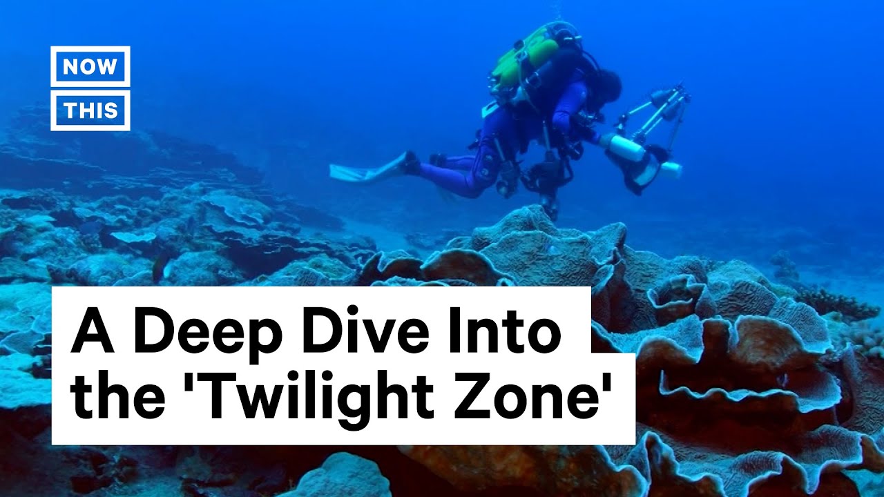 Divers Discover One of the Largest, Rarest Coral Reefs - YouTube