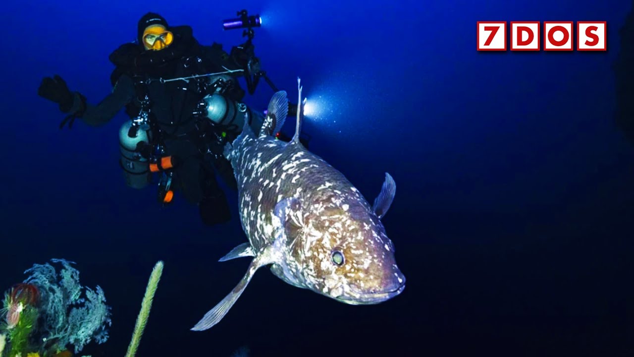 Rare Living Coelacanth Photographed For The First Time By Divers - YouTube