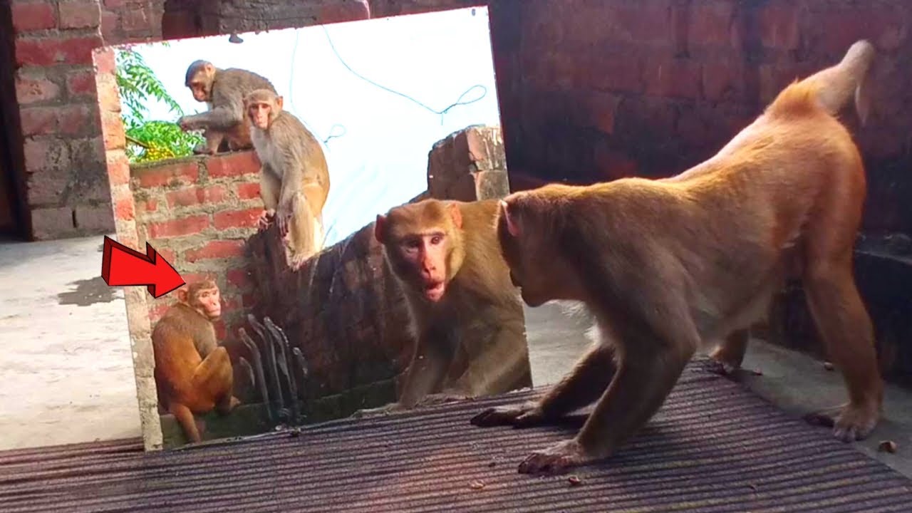 Mirror Vs Monkeys | Mirror Prank on Monkeys-Part 4 | Try Not To Laugh ...