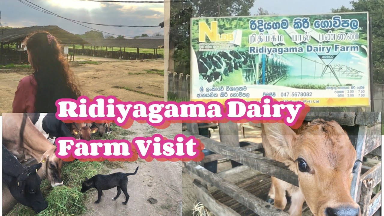 Ridiyagama NLDB Dairy Farm / රිදියගම කිරි ගොවිපළ - YouTube