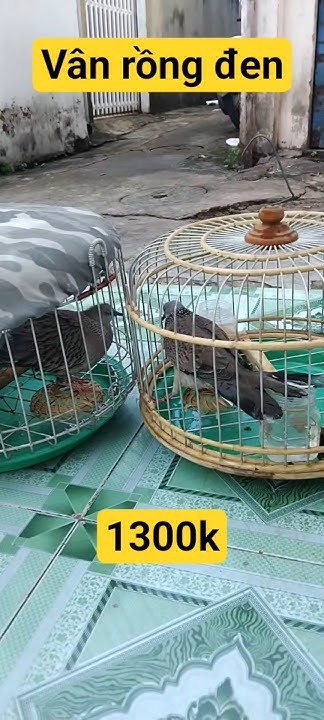 Clip 444. (12/5) Vân rồng đen, bao trống 1300k. Mời ae bảo tồn #birds #terkuku #xuhuongtiktok # ...