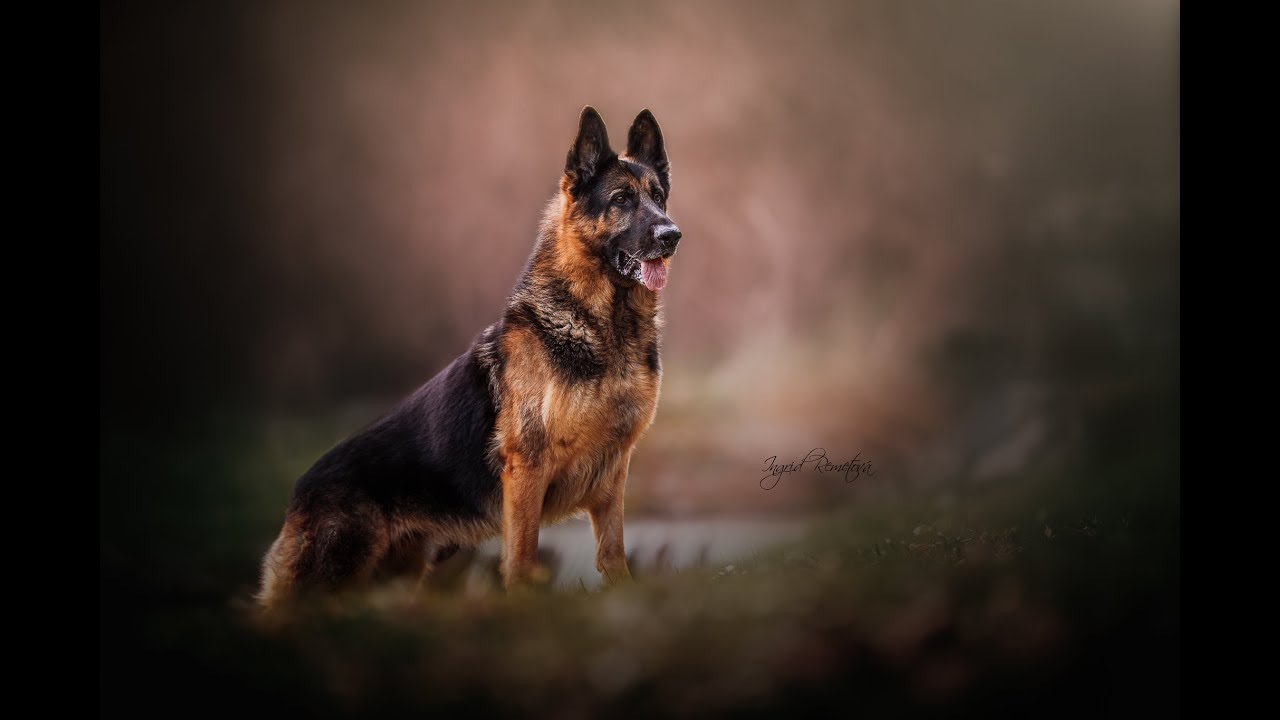 Lexus DOG TRICKS II - trailer - YouTube