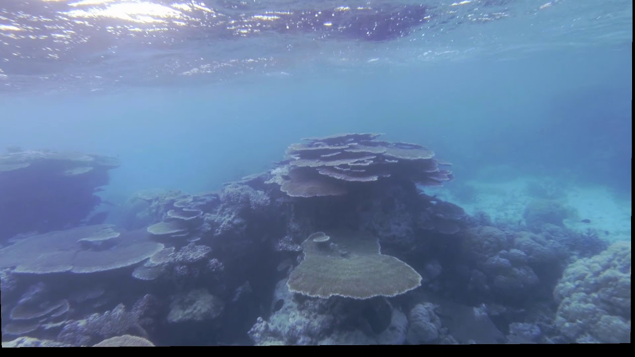 Great Barrier Reef 2019 Table Coral - YouTube