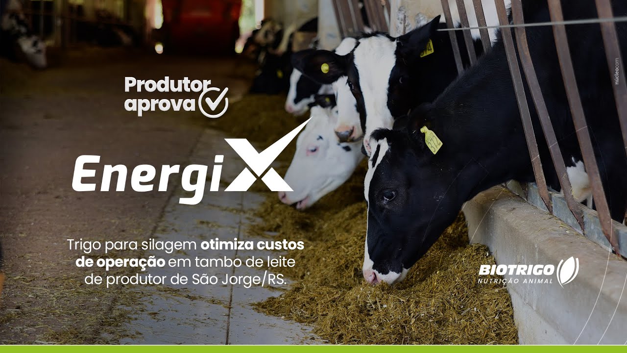 Depoimento | Energix: trigo para silagem e pré-secado - YouTube