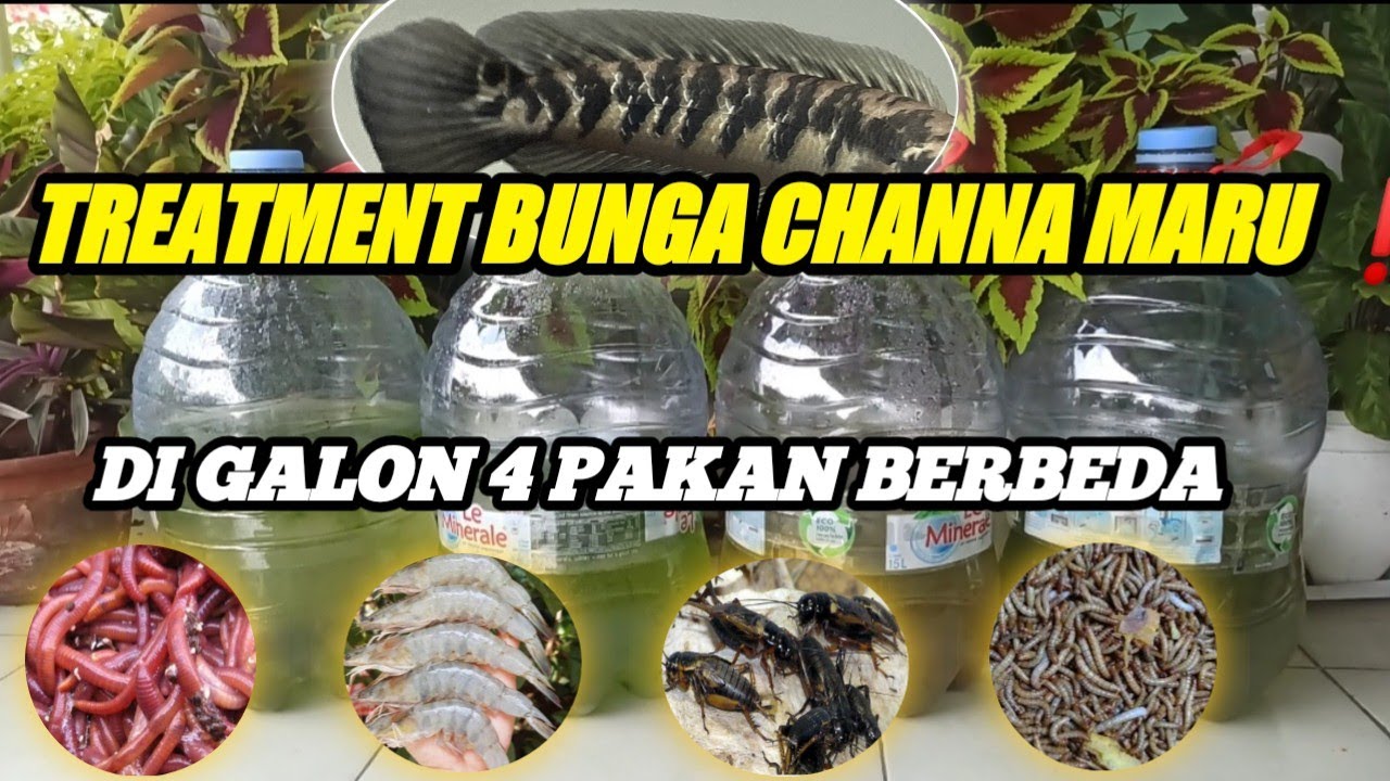 TREATMENT BUNGA CHANNA MARU DI GALON OUTDOR DENGAN 4 PAKAN BERBEDA ‼️ ...