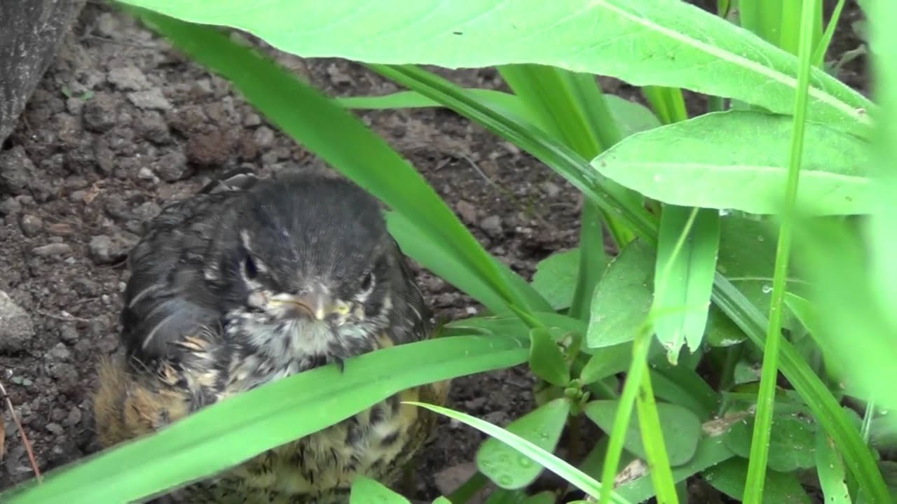Orphaned Robin - YouTube