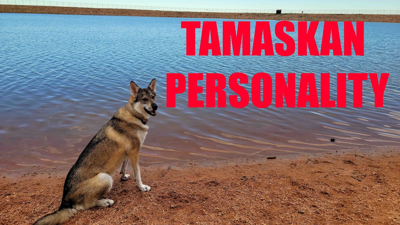 Red Tamaskan Dog