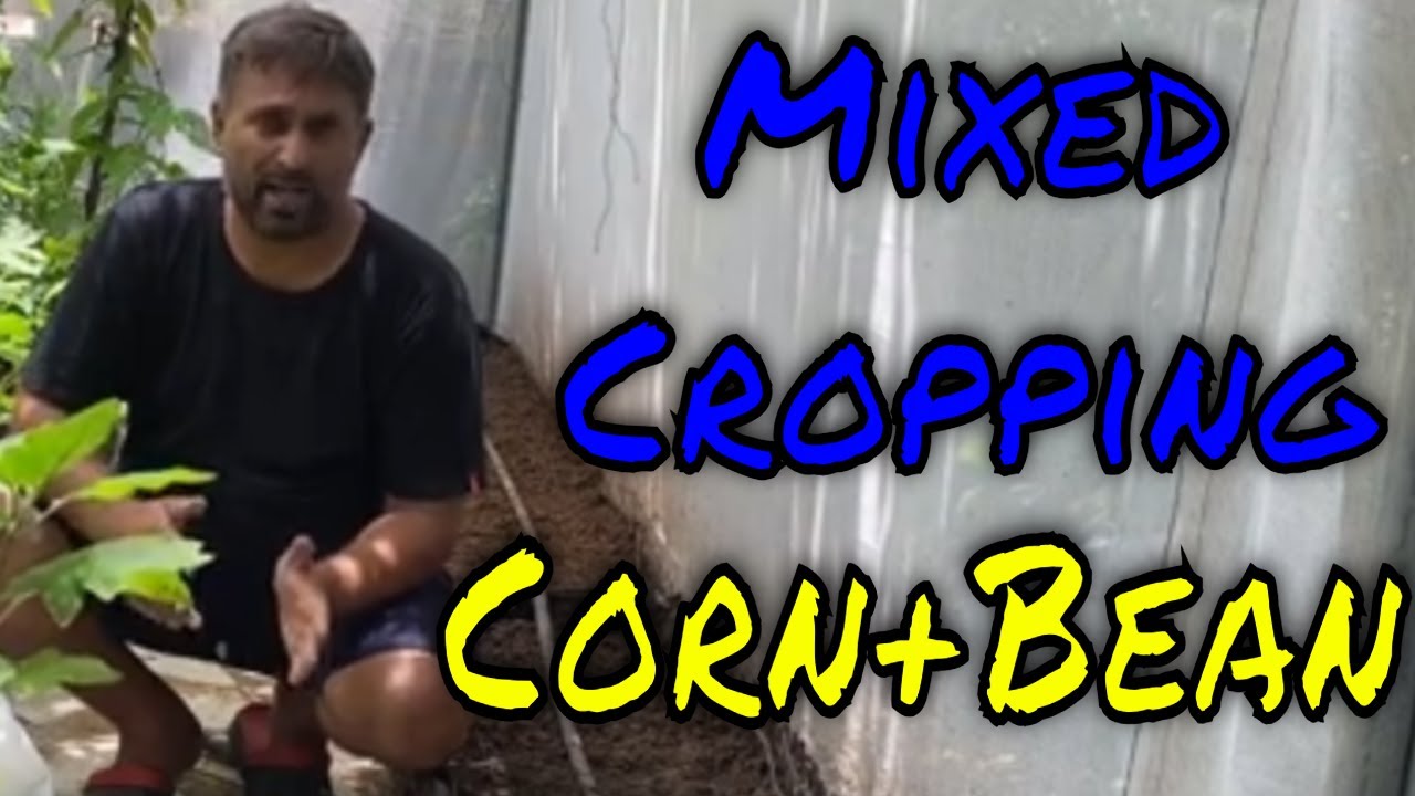 What is Mix Cropping? // Benifits of multiple crop in one place ...