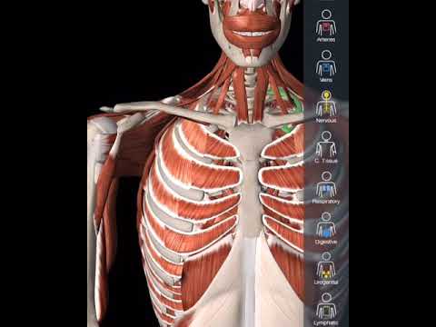 1st rib mobilization - YouTube