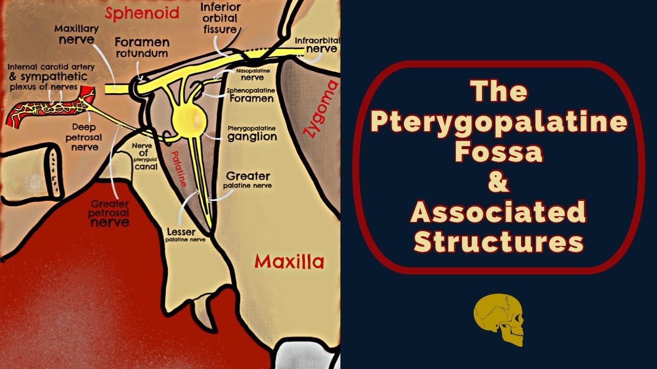 The Pterygopalatine Fossa - YouTube