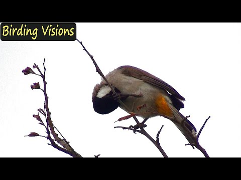 Beautiful Birds of Abu Dhabi | 25 Species | Nature of the Middle East ...