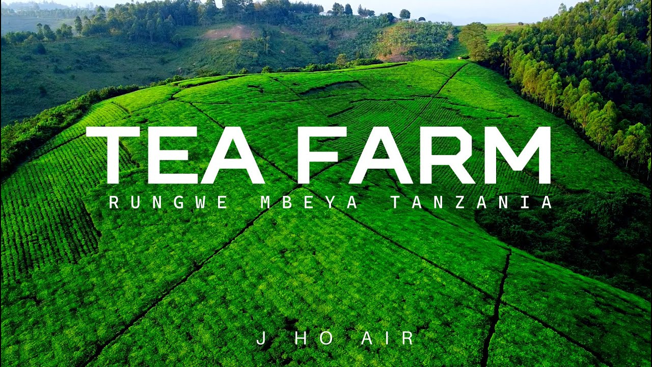 STUNNING DRONE SHOTS: TEA FARM - YouTube