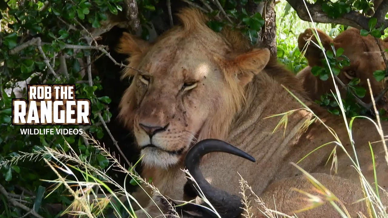 Young Lions With A Gnu Meal In The Shade | Lalashe Maasai Mara Safari ...