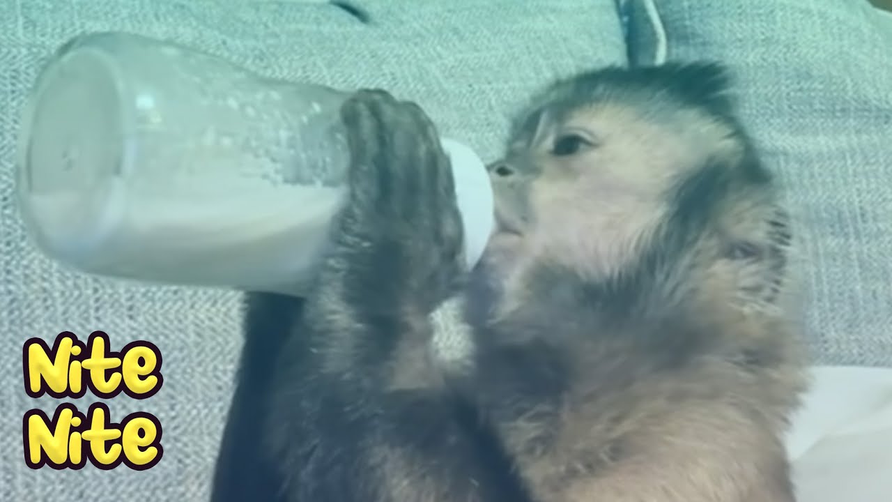 Nite Nite - YouTube