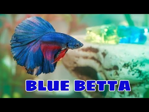 Blue fighter fish... - YouTube