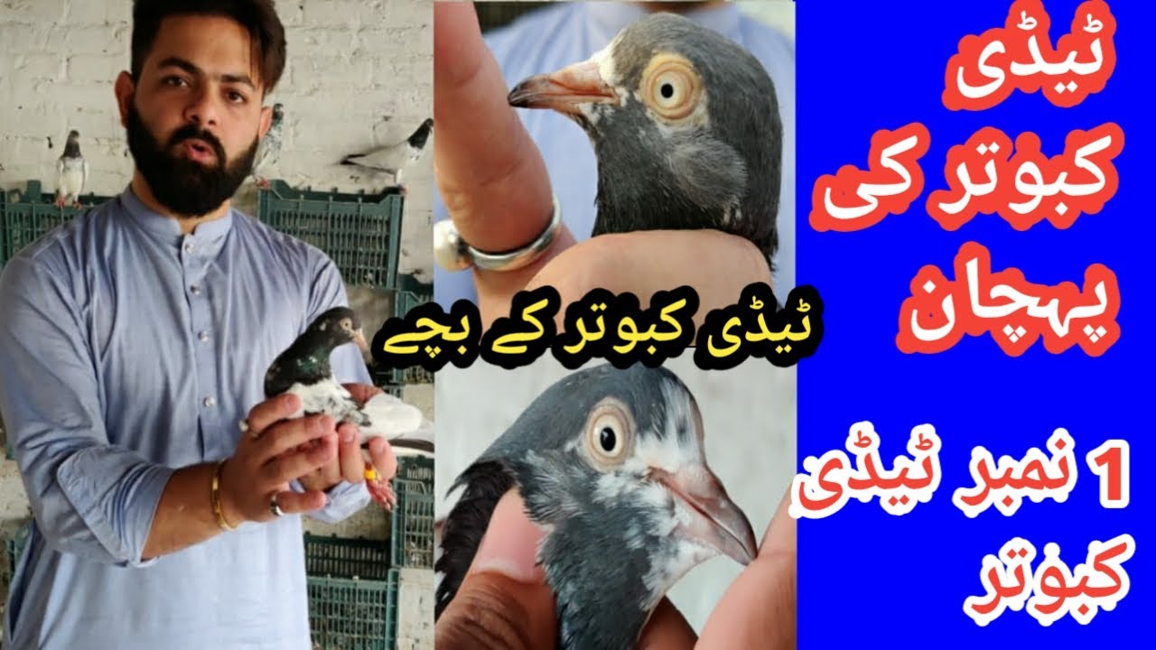Teddi kabooter||teddi kabooter ki pehchan||teddi pigeon eyes||teddi ...