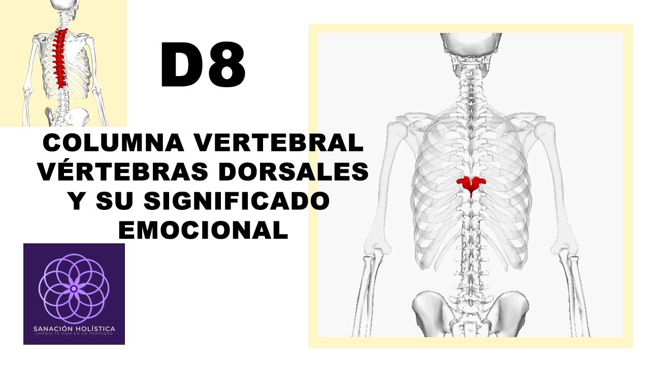 D8 - Vértebras dorsales o torácicas y su significado emocional - YouTube