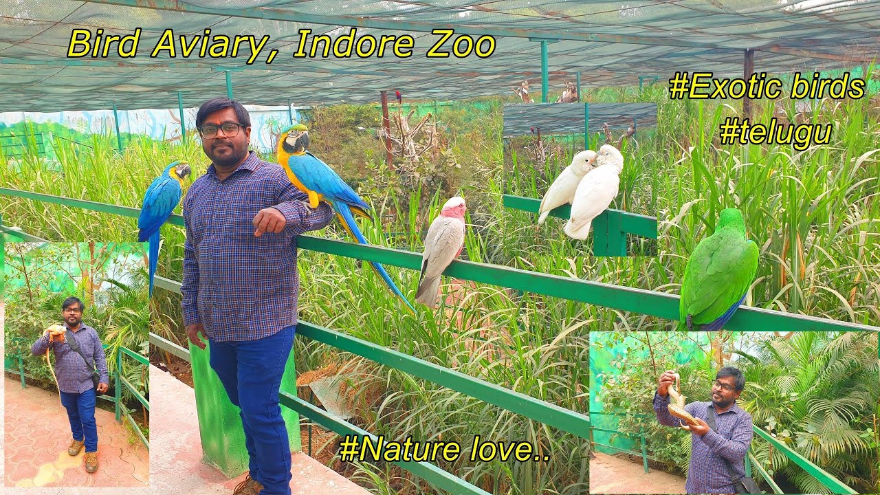 INDORE ZOO BIRD AVIARY | Indore Zoo | Bird Farm | అరుదయిన చిలకలు ...
