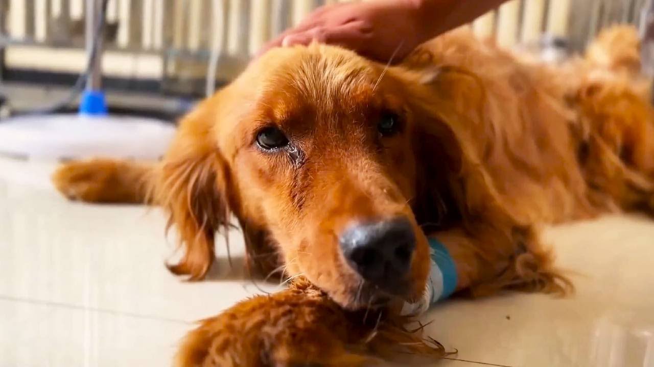 Golden Retriever With Tumor Finally Discharged From Hospital #animals # ...