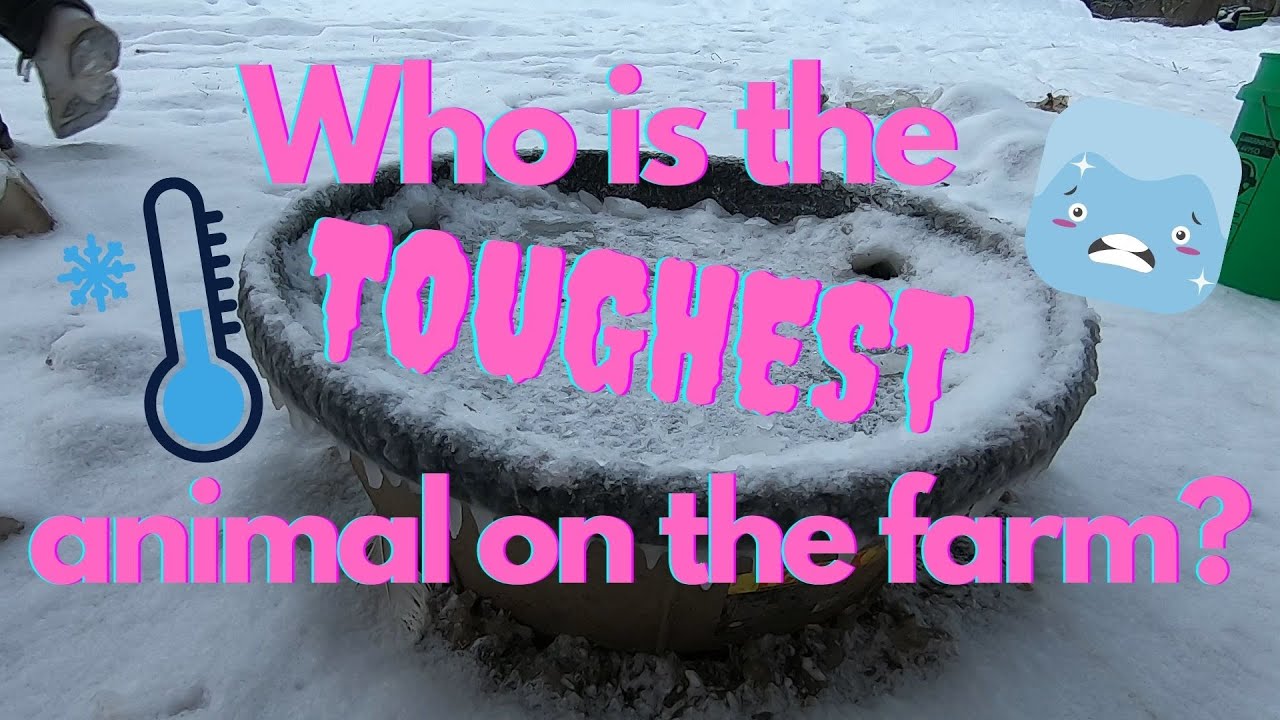 Who is the most cold hardy animal on the farm? - YouTube