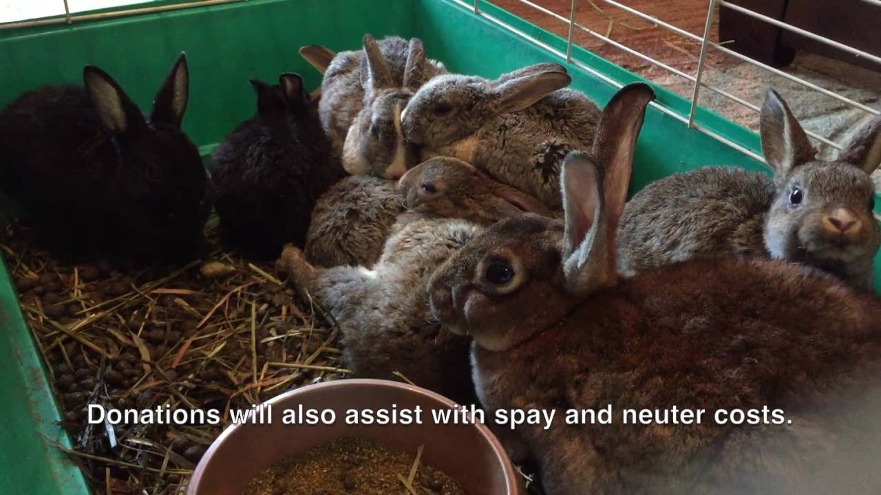 Help the 300 Hampton NJ Bunny Mill Rabbits - YouTube